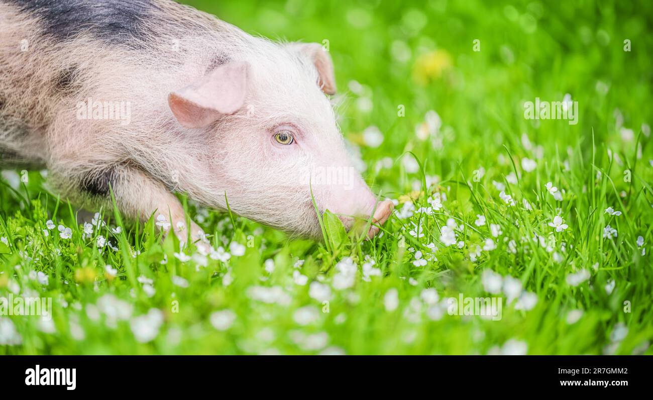 pig standing on a grass lawn. concept of biological, love of nature and ...
