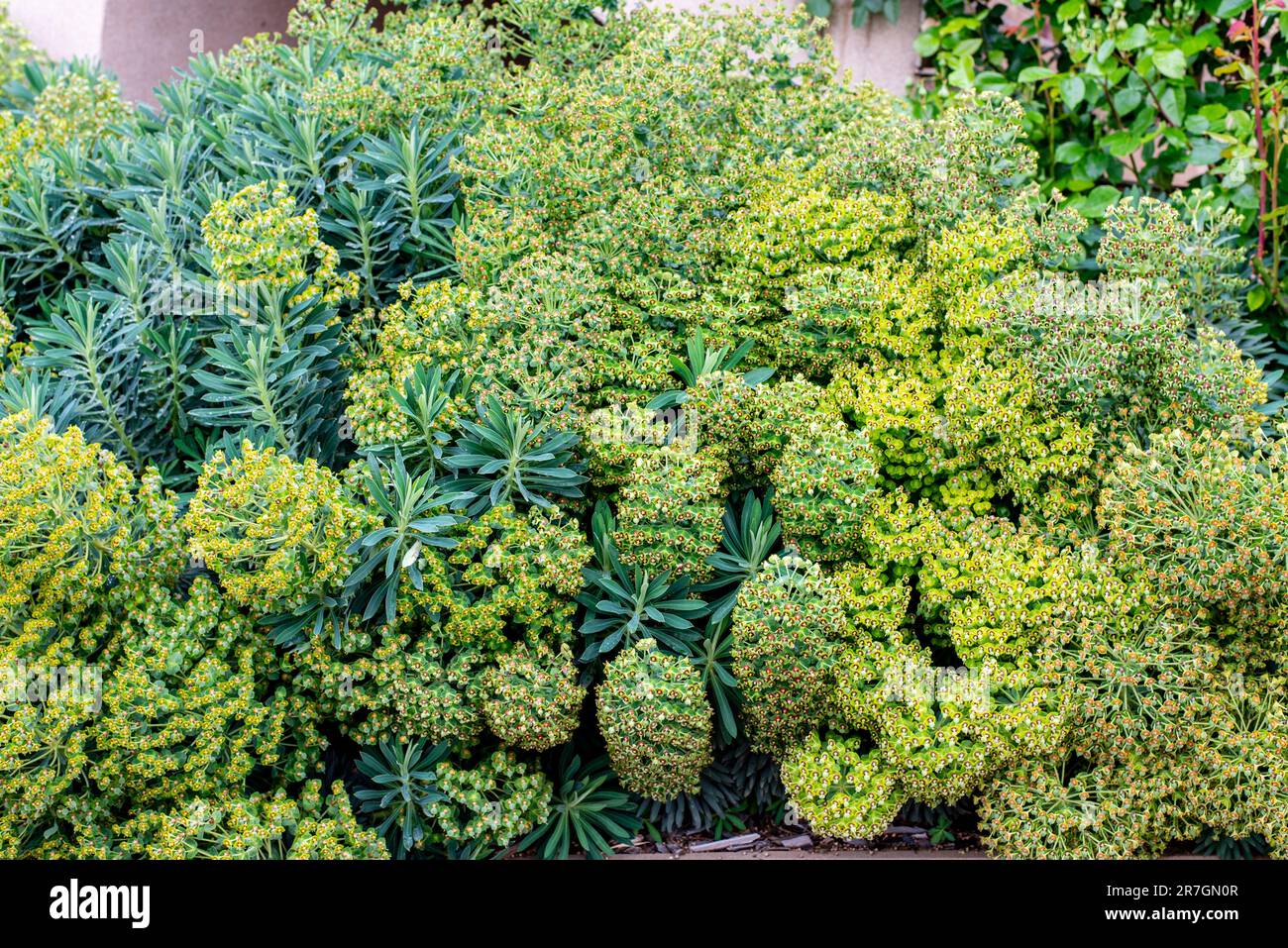 Euphorbia is a very large and diverse genus of flowering plants ...