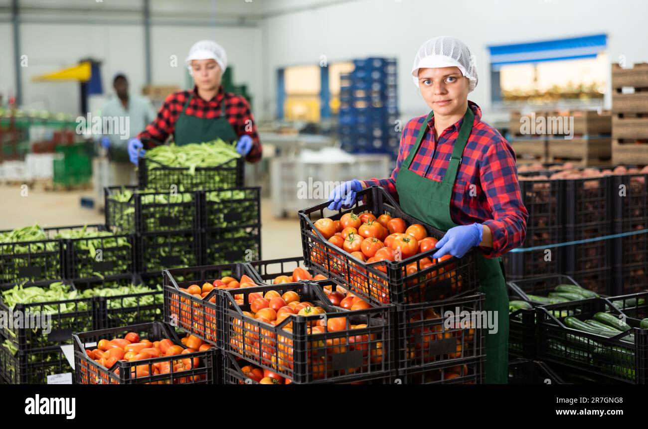 Women stack crates of tomatoes in vegetable factory warehouse Stock ...