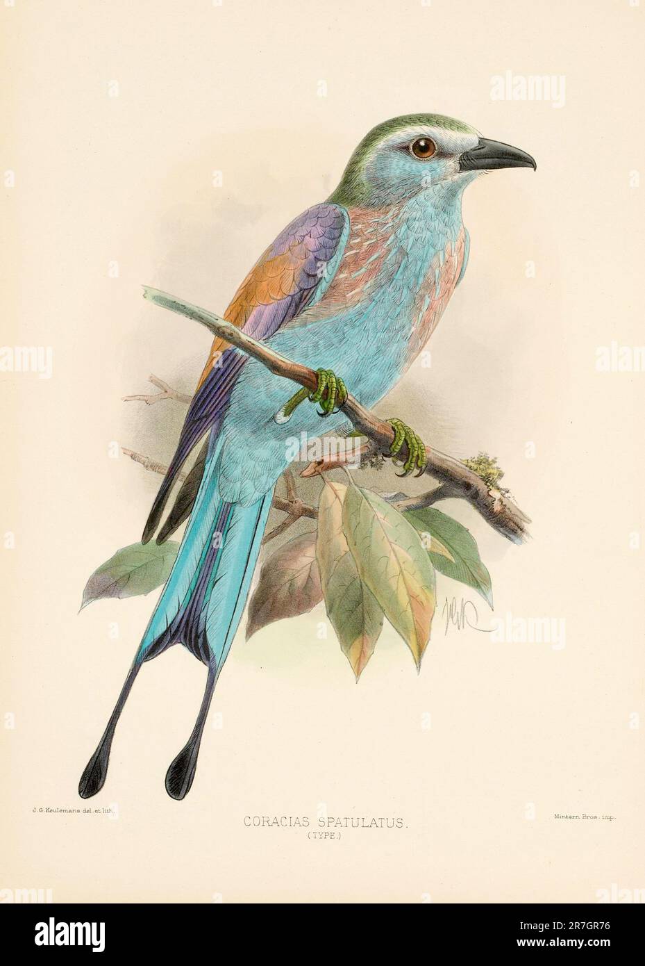 Roller Bird Illustrations of the 19th Century Stock Photo - Alamy