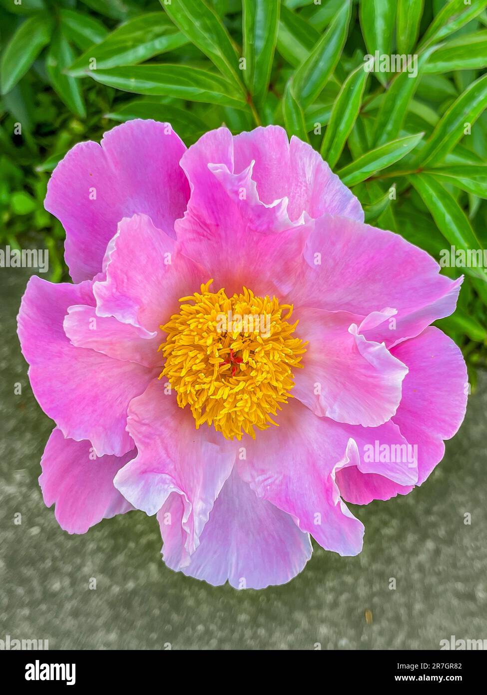 Purple Peony Bloom on a Spring Morning, York County Pennsylvania USA ...