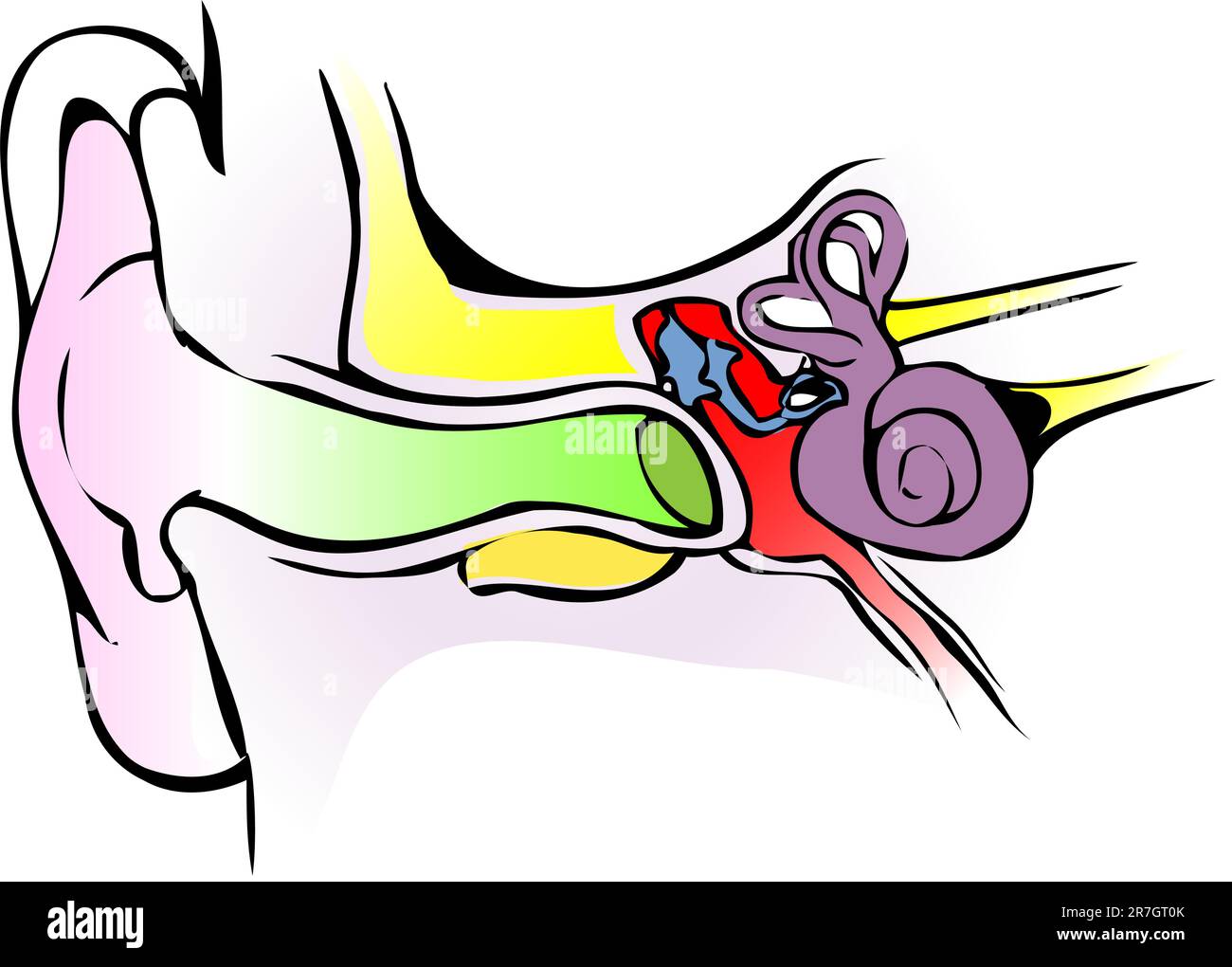 Human anatomy, ear, human medical illustration, emblem, sensory ...