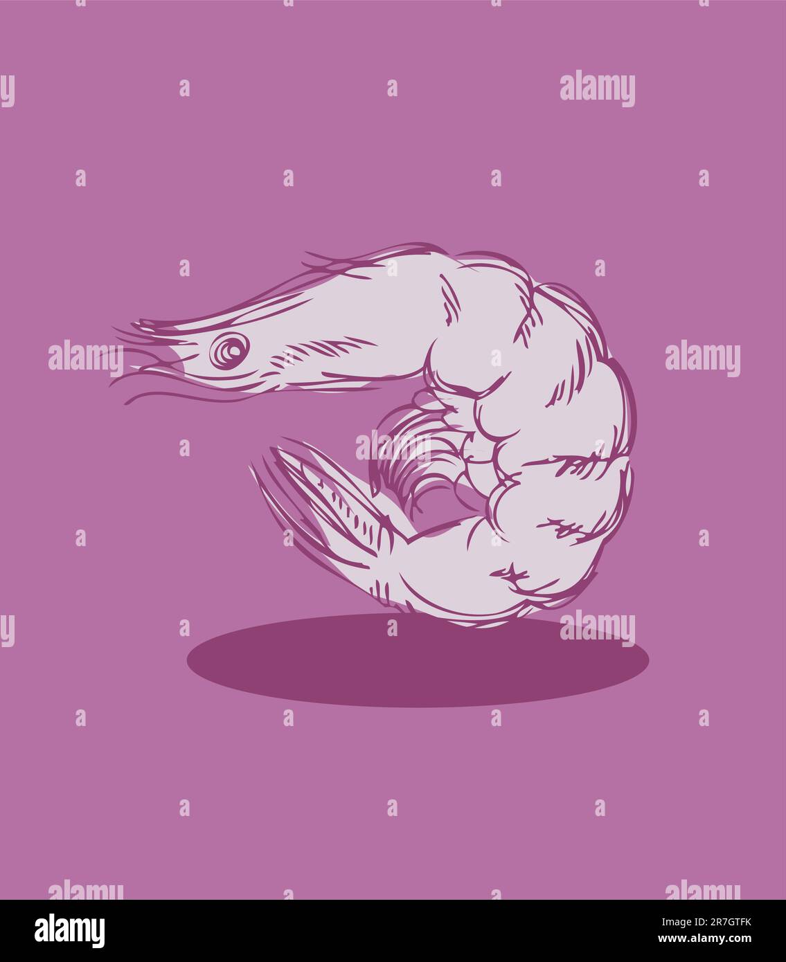 Shrimp vector illustration Stock Vector Image & Art - Alamy