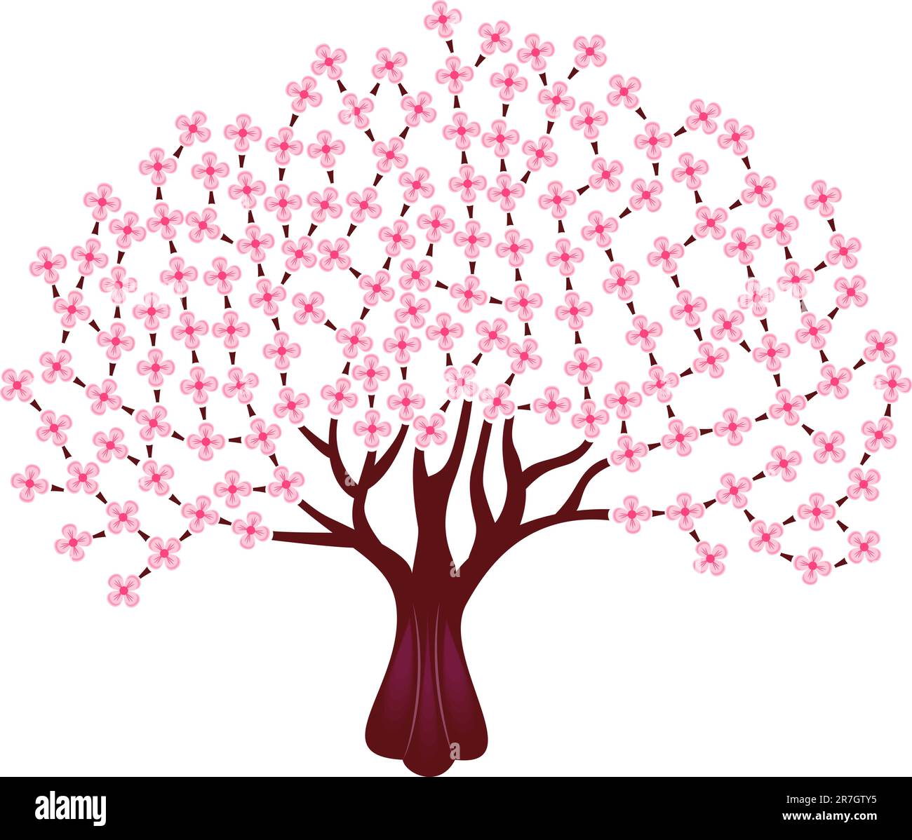 Cherry blossom botanical illustration Stock Vector Images - Alamy