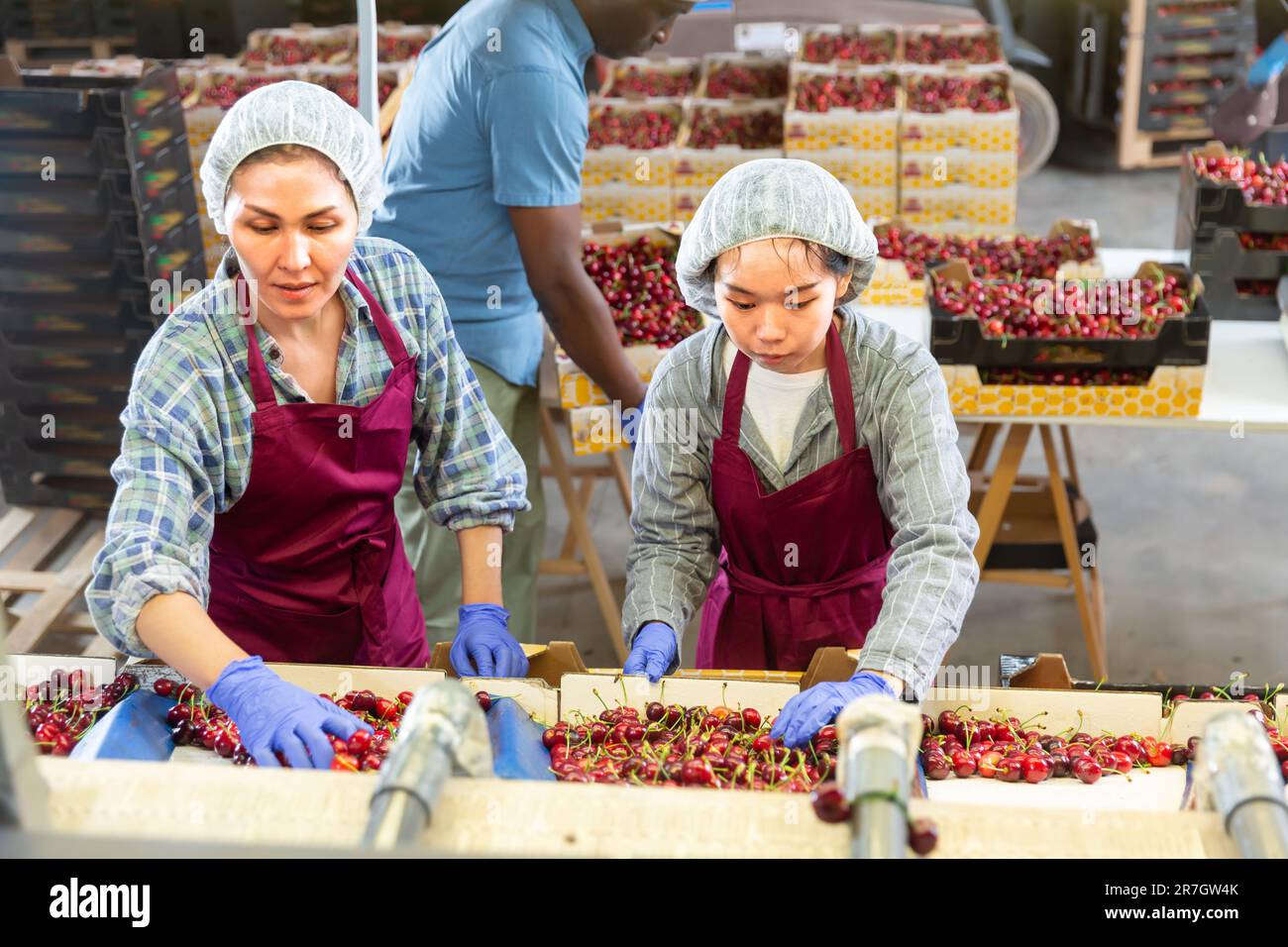 Women working on producing sorting line at fruit warehouse Stock Photo ...