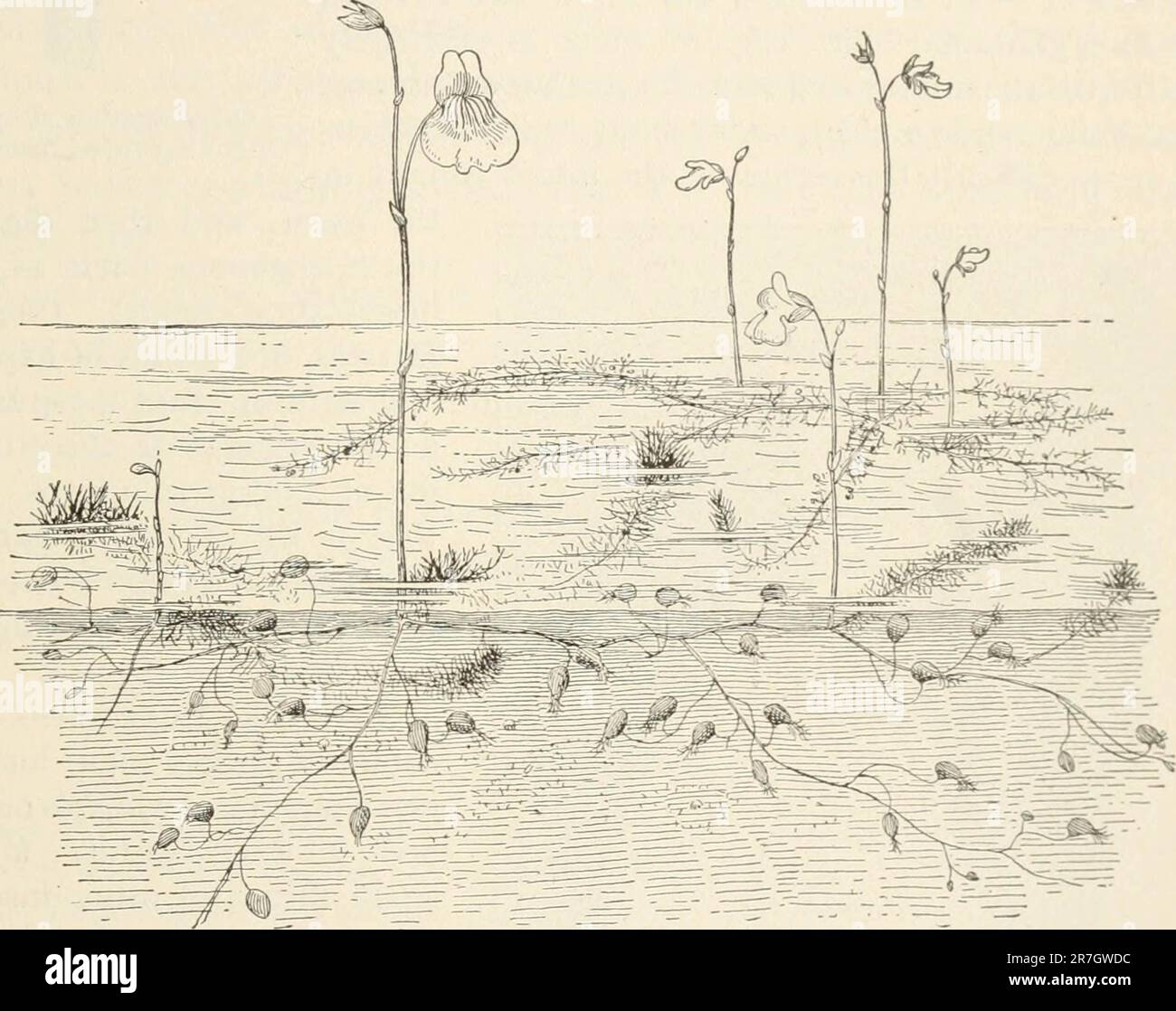 "Elements of biology; a practical text-book correlating botany, zoology ...