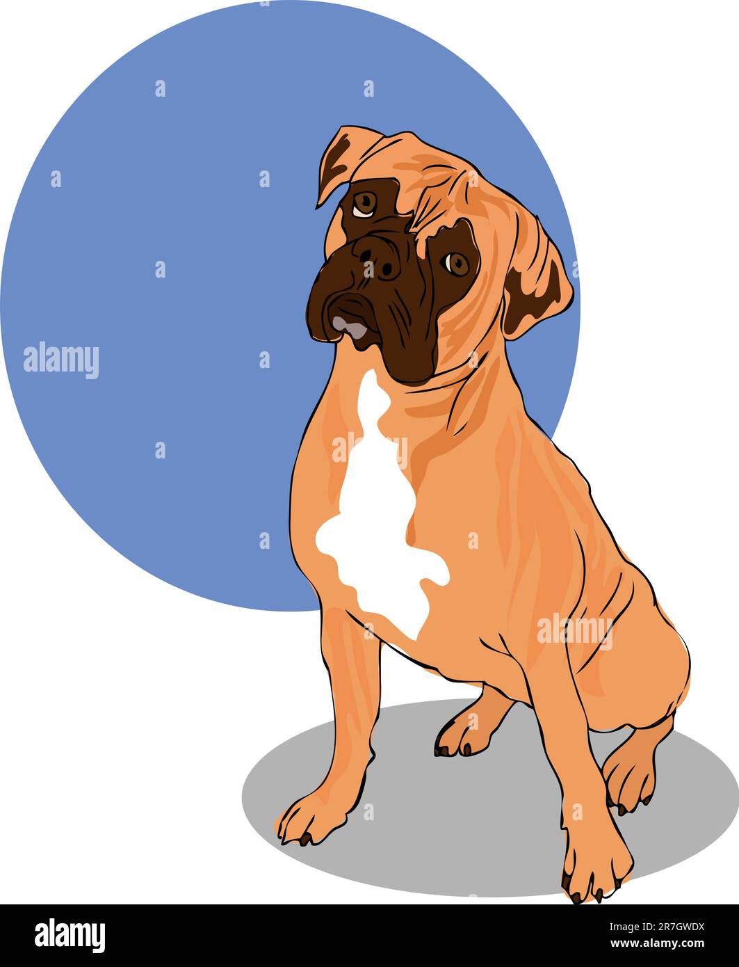 Muscular Brown, White And Black Boxer Dog Head Facing Front Stock ...