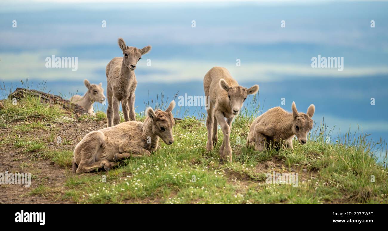 Five Big Horn Lambs Play on Grassy Cliff along the Mount Washburn Trail ...