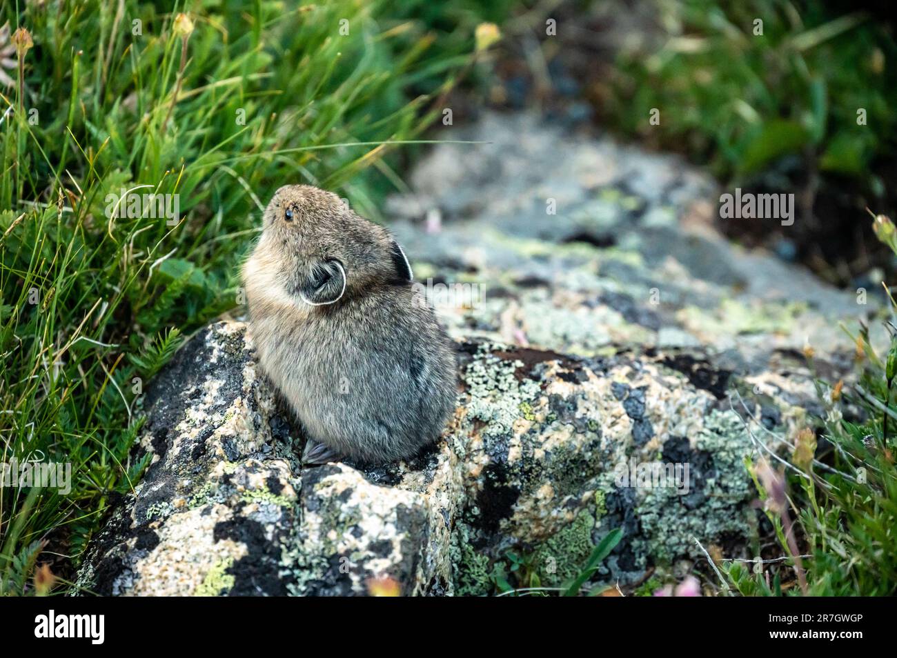 Furry Back Of Pika With Its Ears Folded Back on rocky tundra field ...