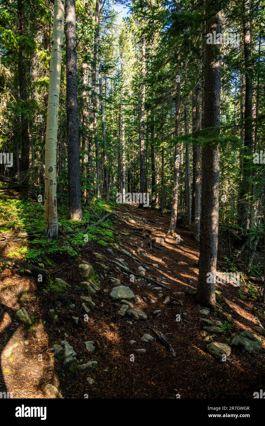 Finch Lake Trail Cuts Through Thick Pine Forest in Rocky Mountain ...