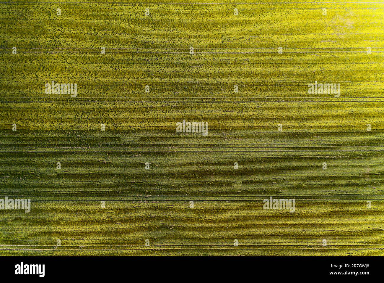 Aerial view of a lush, green countryside field, with bright green ...