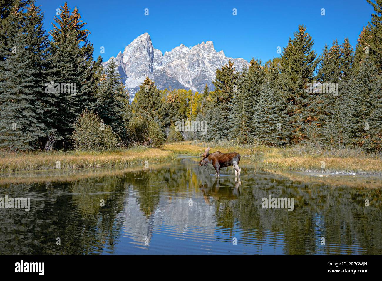Bull moose crossing Snake River at Schwabacher Landing with mountain ...