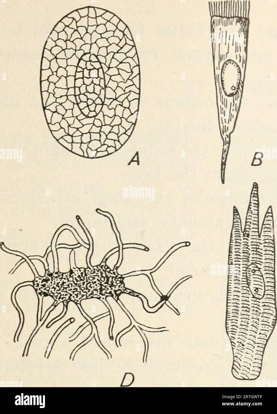 "Elements of biology; a practical text-book correlating botany, zoology ...