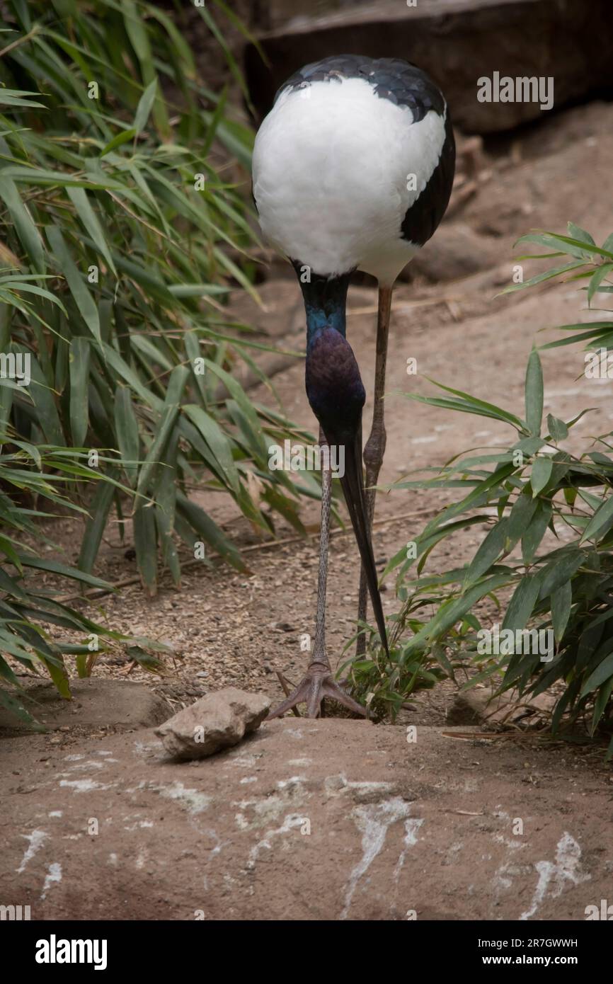 The Jabiru or black necked stork is a black-and-white waterbird stands ...