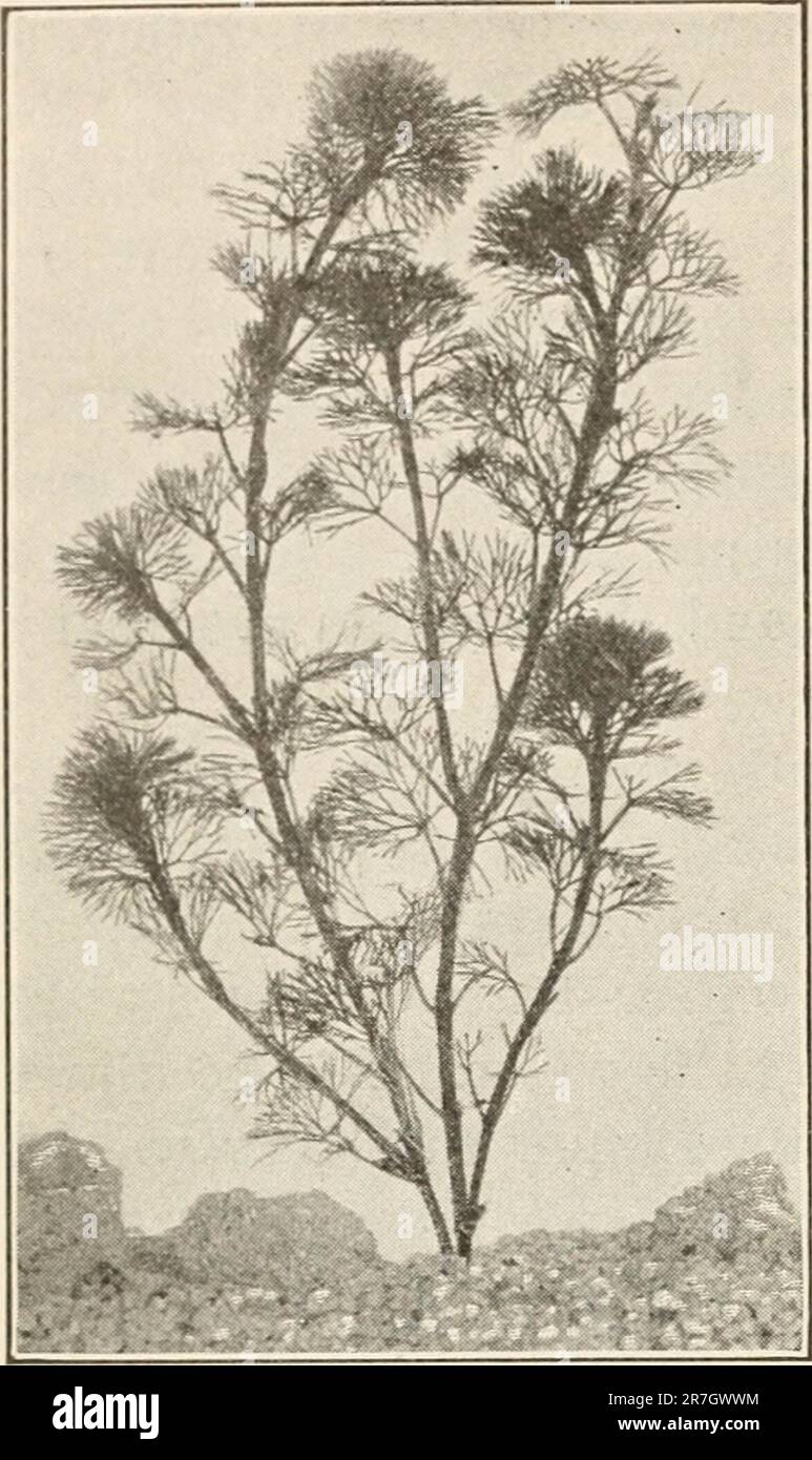 A water plant, showing the finely divided leaflike pax'ts Stock Photo ...