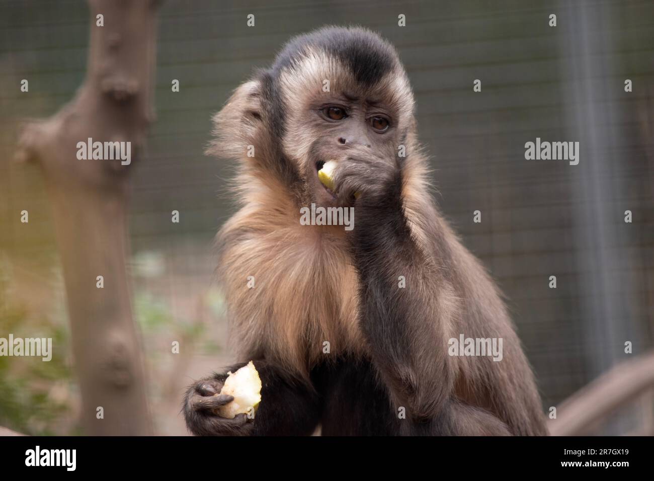 The brown capuchin has brown, thick fur with a dark wedge on the ...