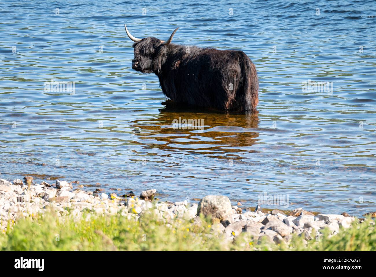 Fort Augustus, Highlands, UK. 15th June, 2023. This is Morag the ...
