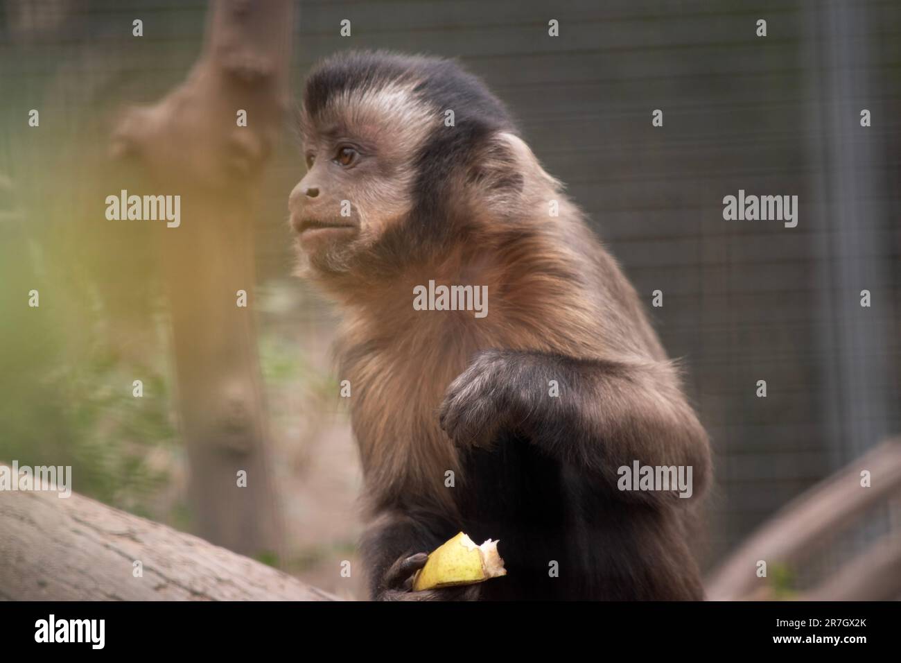 The brown capuchin has brown, thick fur with a dark wedge on the ...