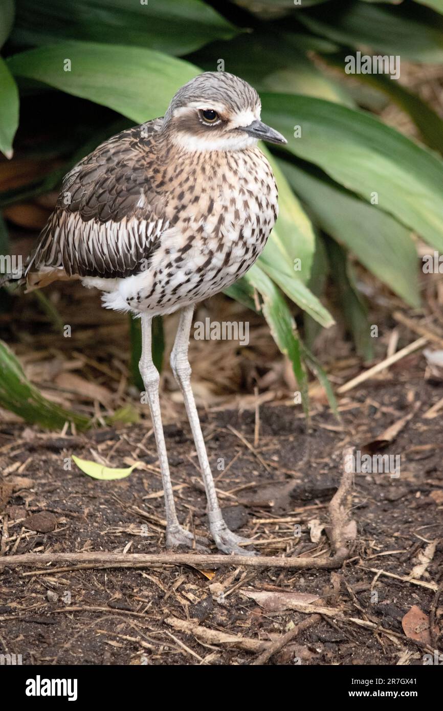 The bush stone curlew has grey-brown feathers with black streaks, a ...