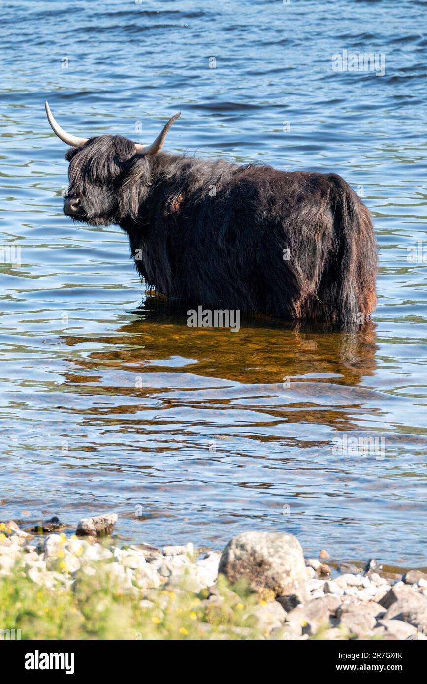 Fort Augustus, Highlands, UK. 15th June, 2023. This is Morag the ...