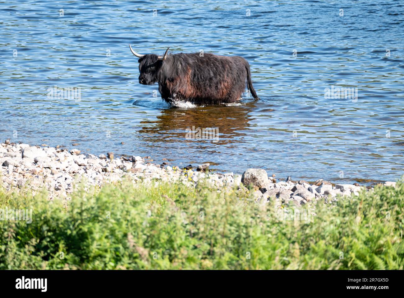 Fort Augustus, Highlands, UK. 15th June, 2023. This is Morag the ...
