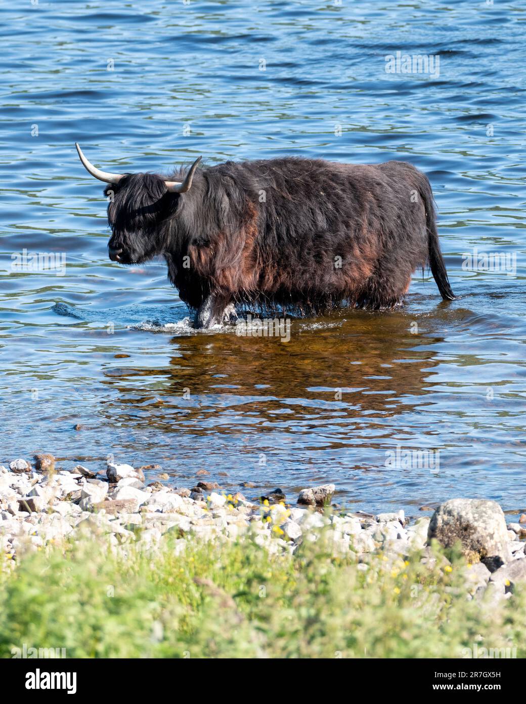 Fort Augustus, Highlands, UK. 15th June, 2023. This is Morag the ...