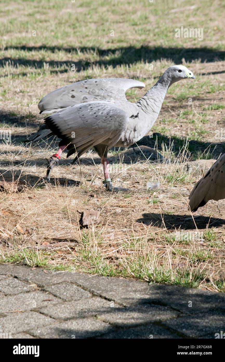 Large pale spots hi-res stock photography and images - Alamy