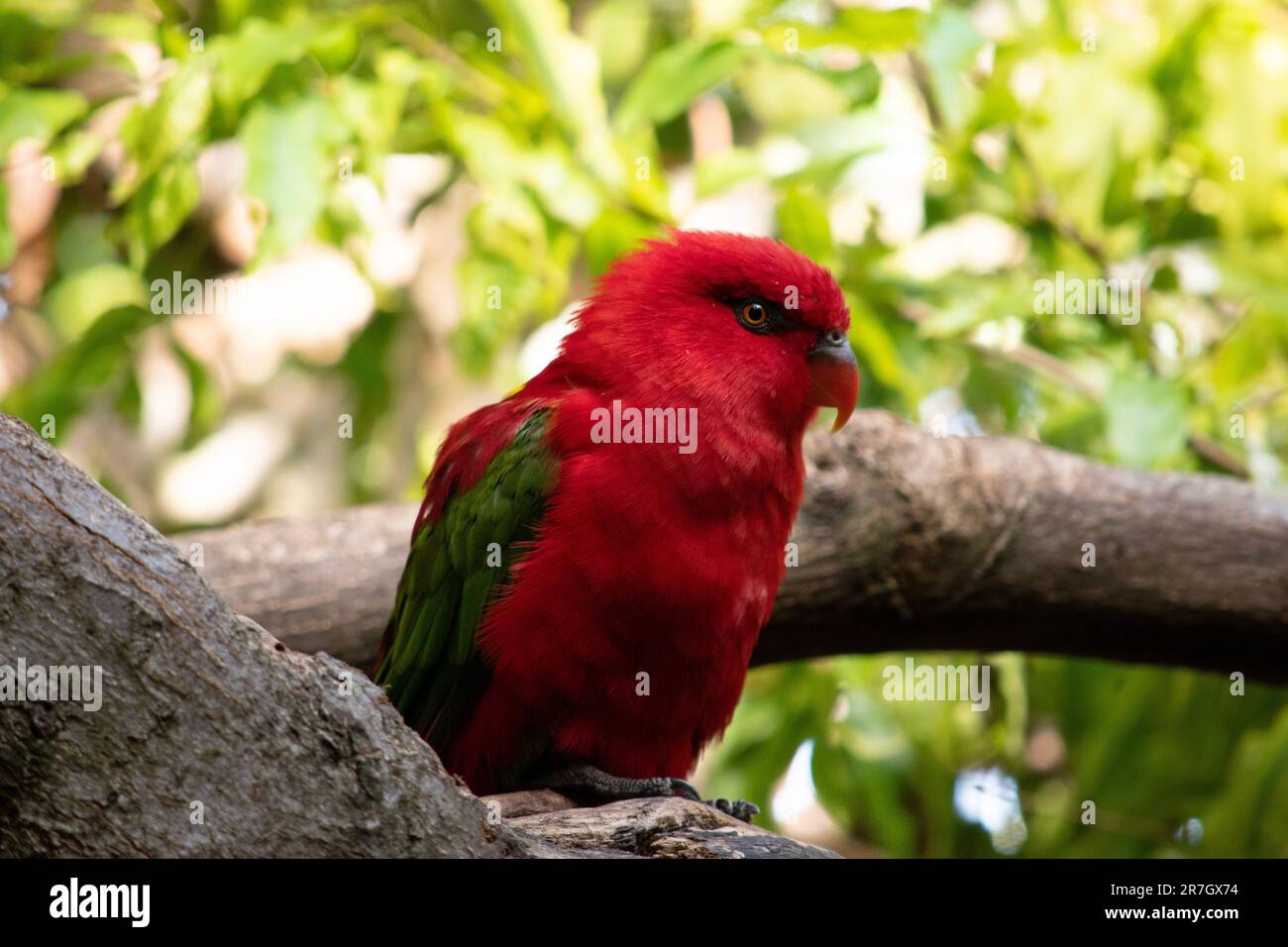 The chattering lory has a red body and a yellow patch on the mantle ...