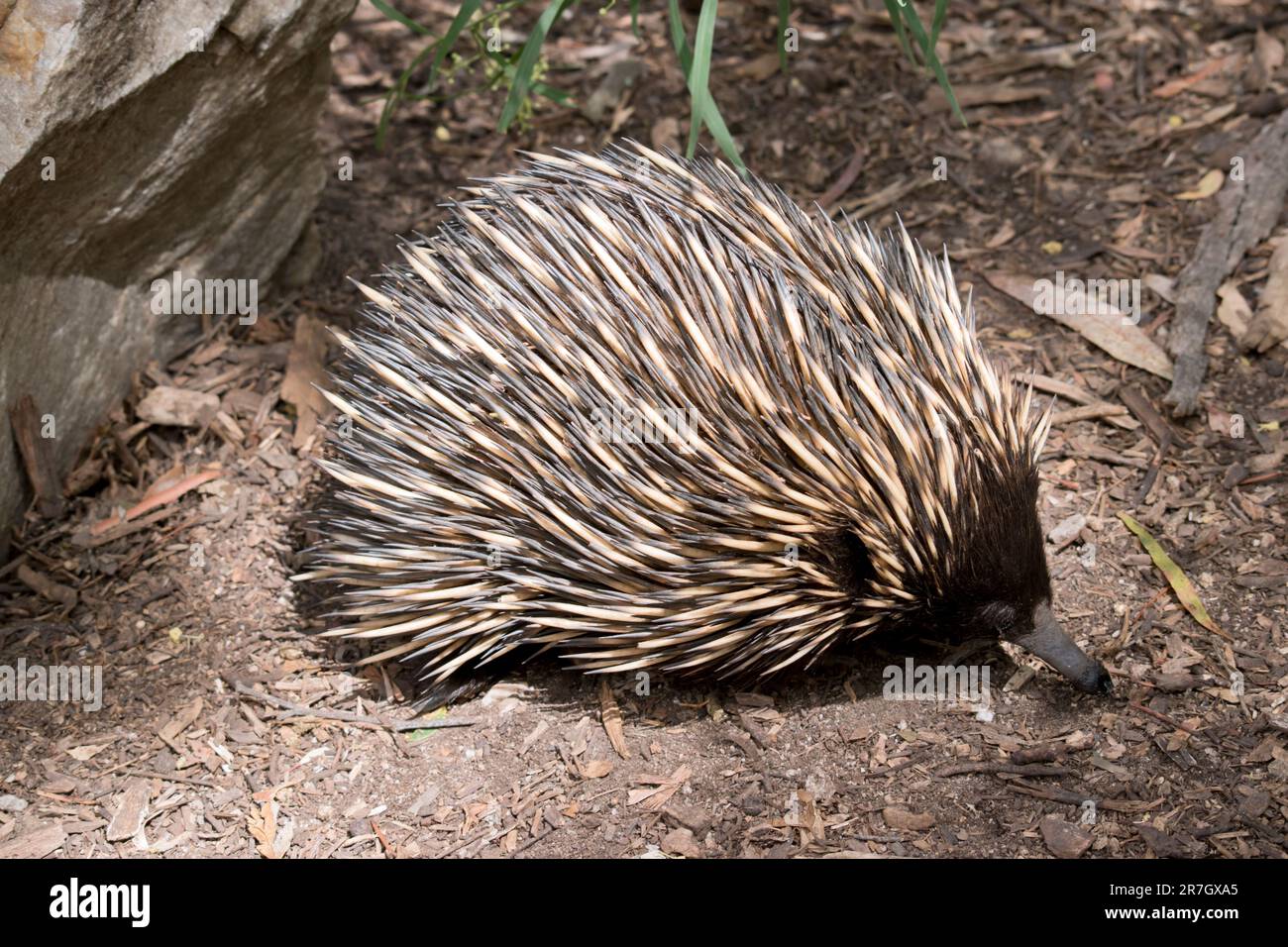The echidna has spines like a porcupine, a beak like a bird, a pouch ...