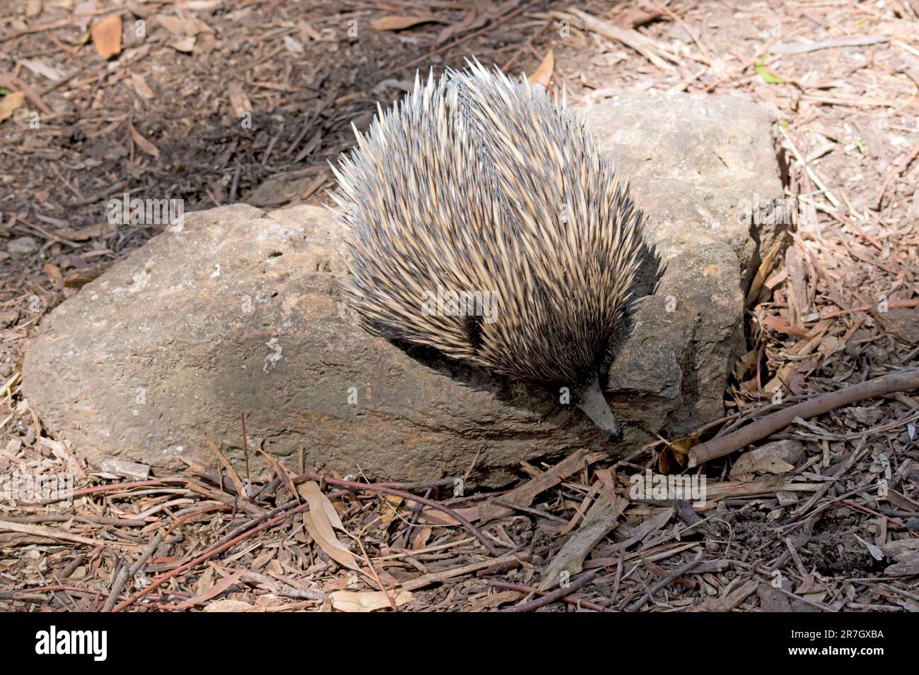 the short nosed has strong-clawed feet and spines on the upper part of ...
