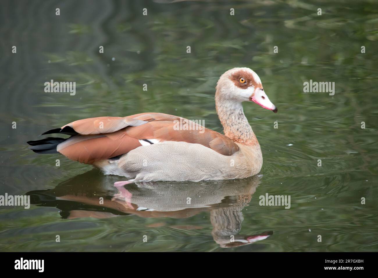 Egyptian geese have long necks, long pink legs, a pink bill and brown ...