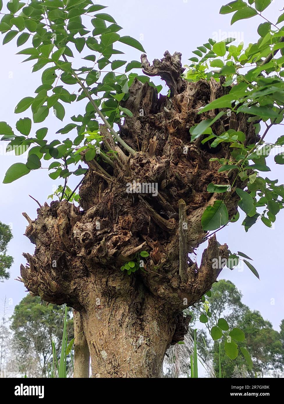 a unique bonsai-like wild tree growing in the countryside Stock Photo ...