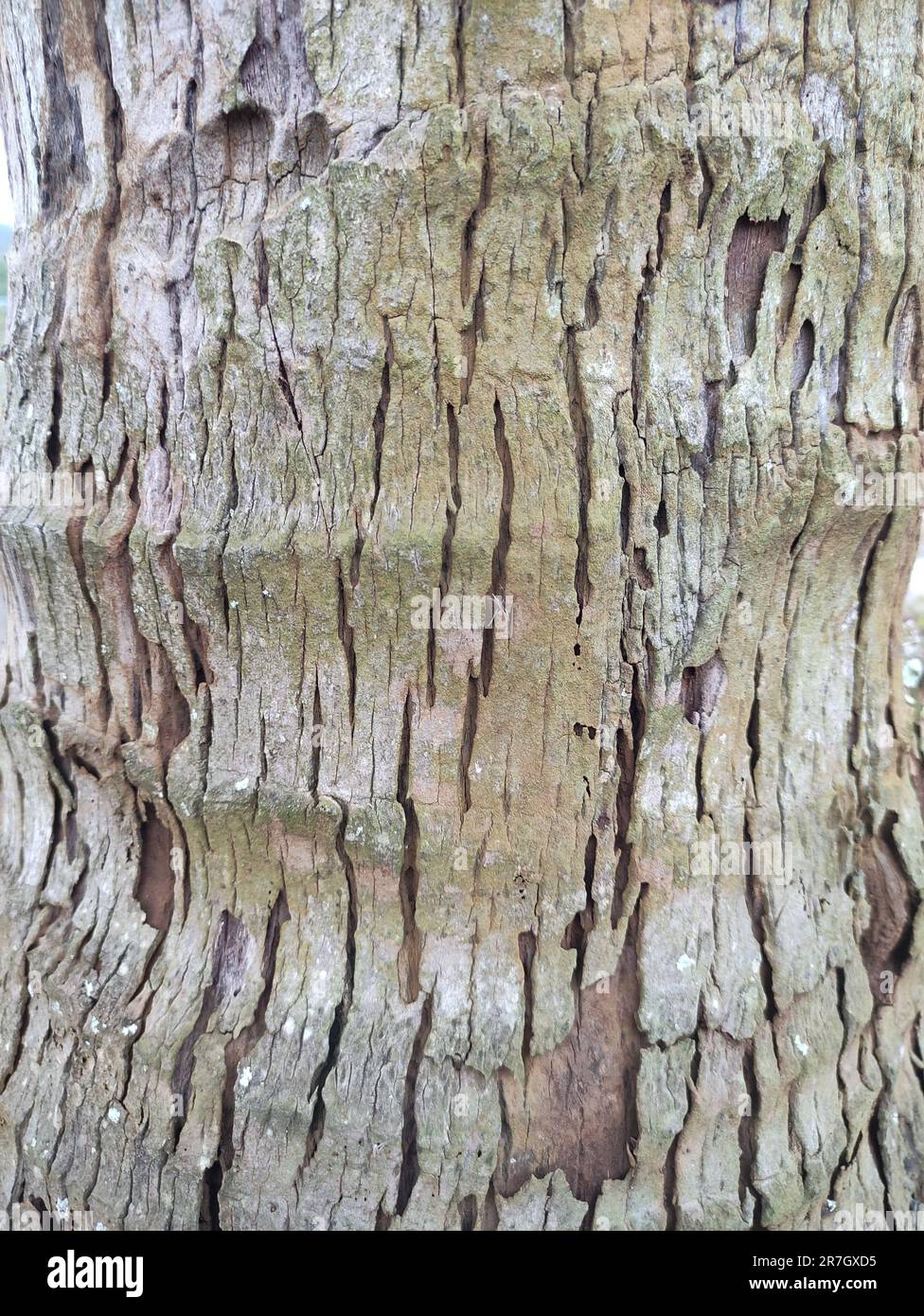close up texture of a coconut trunk with the Latin name Cocos nucifera ...