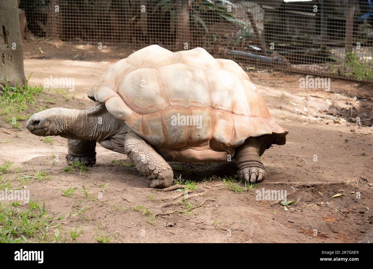 Aldabra giant tortoises are mainly active during the early morning and ...