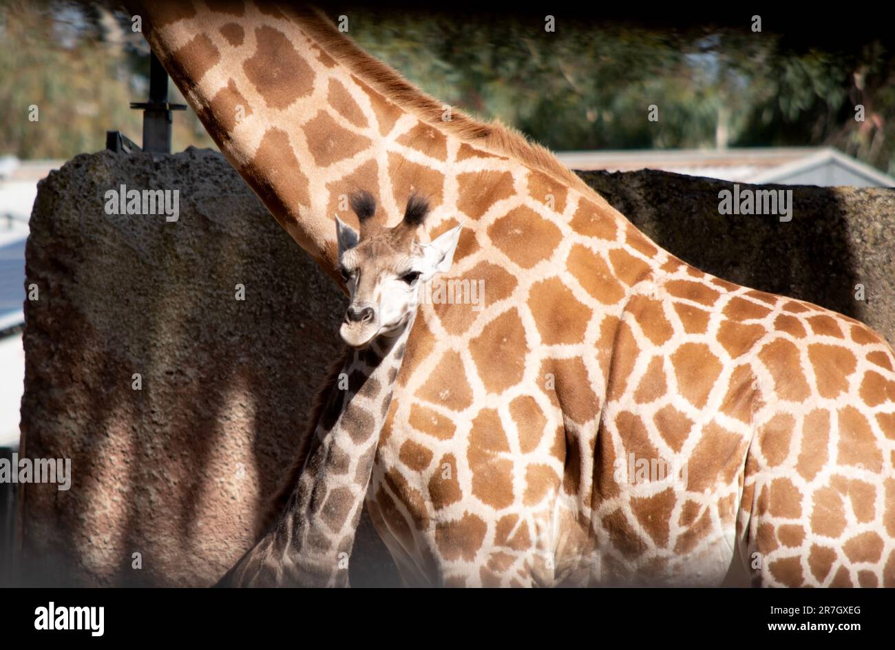 The giraffe is the tallest of all mammals. The legs and neck are ...