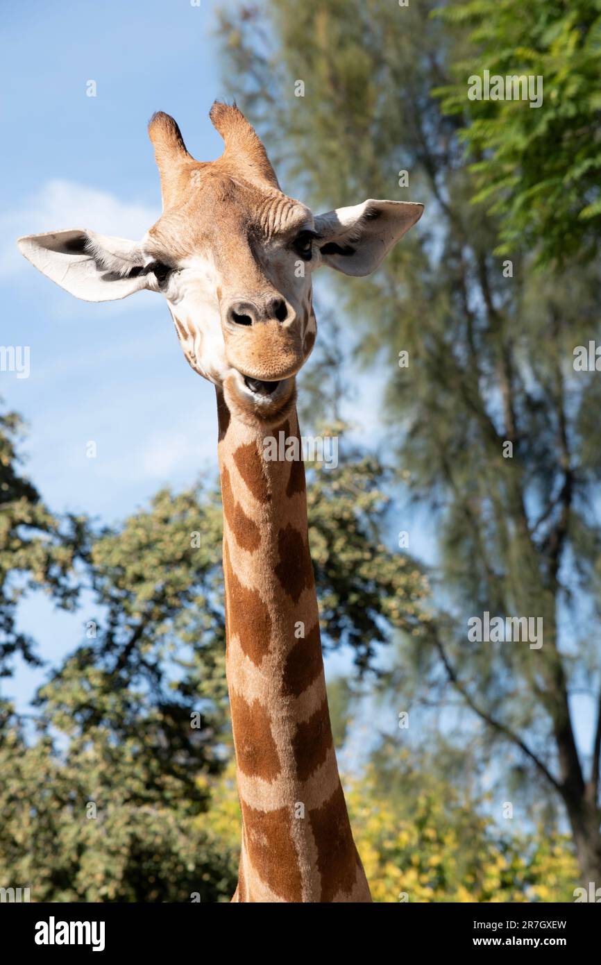 The giraffe is the tallest of all mammals. The legs and neck are ...