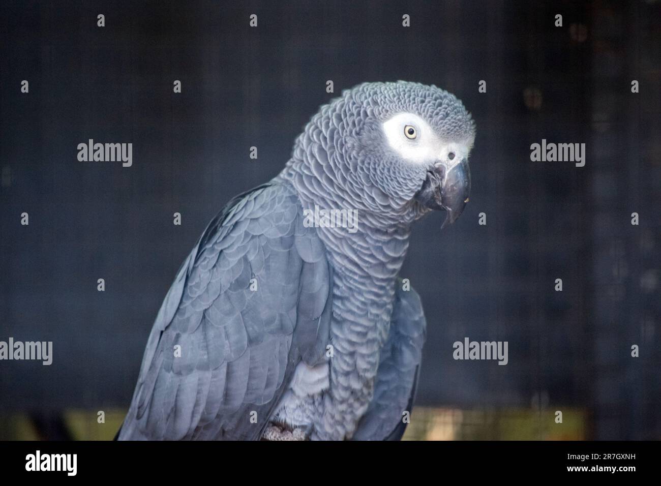 the grey african parrot is grey with a black beak and white eye ...