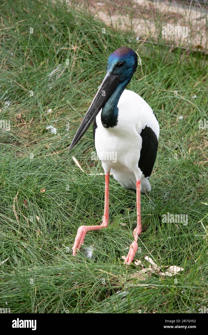 The head and neck are black with an iridescent green and purple sheen ...