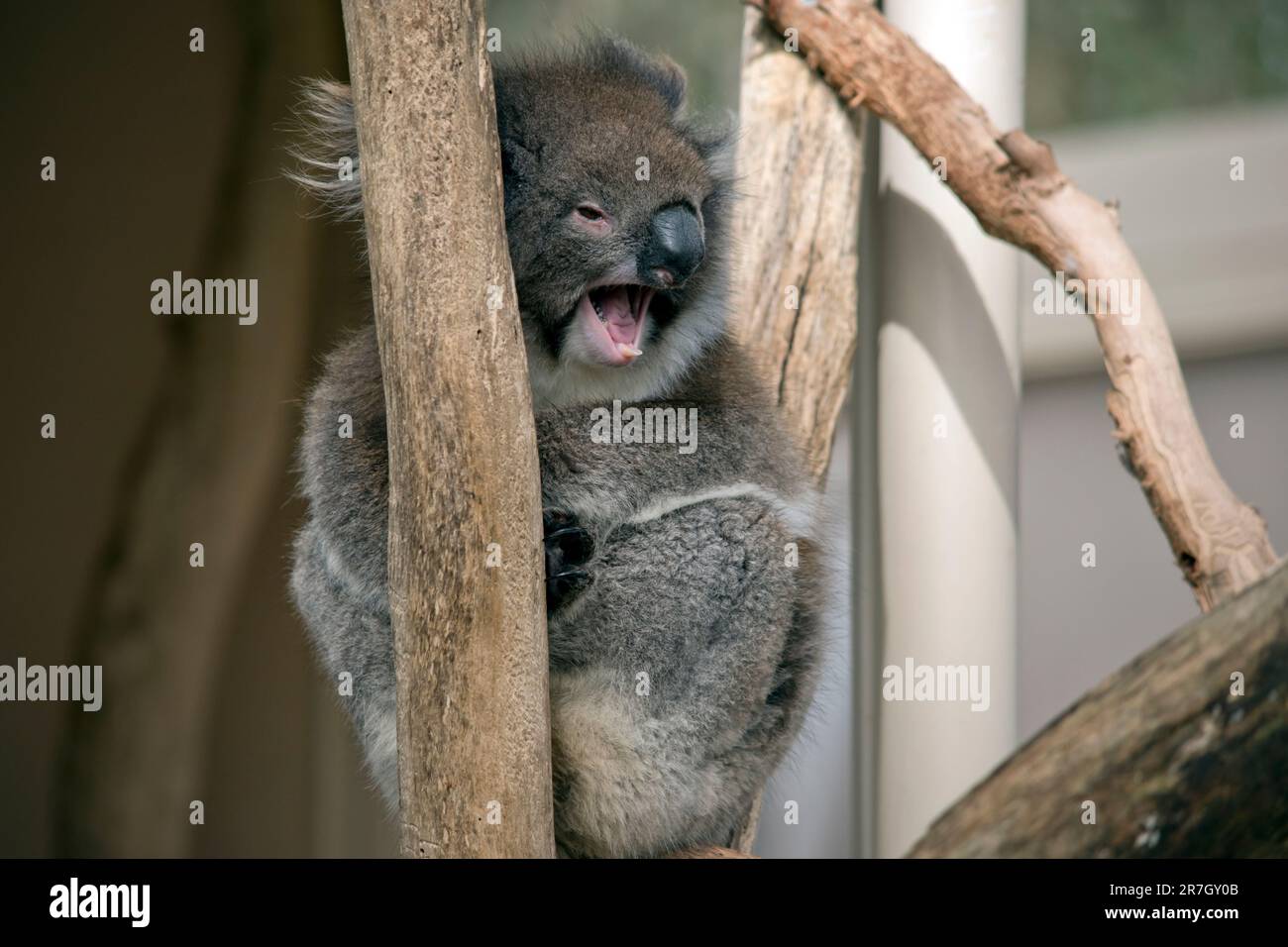 the koala is a grey marsupial with white fluffy ears. Koalas can climb ...