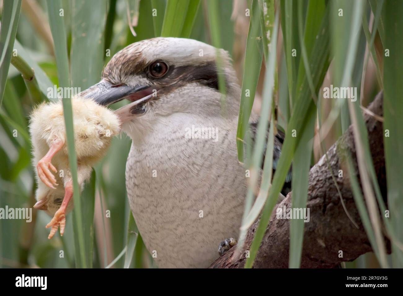 the laughing kookaburra has an off-white head, which is marked by a ...