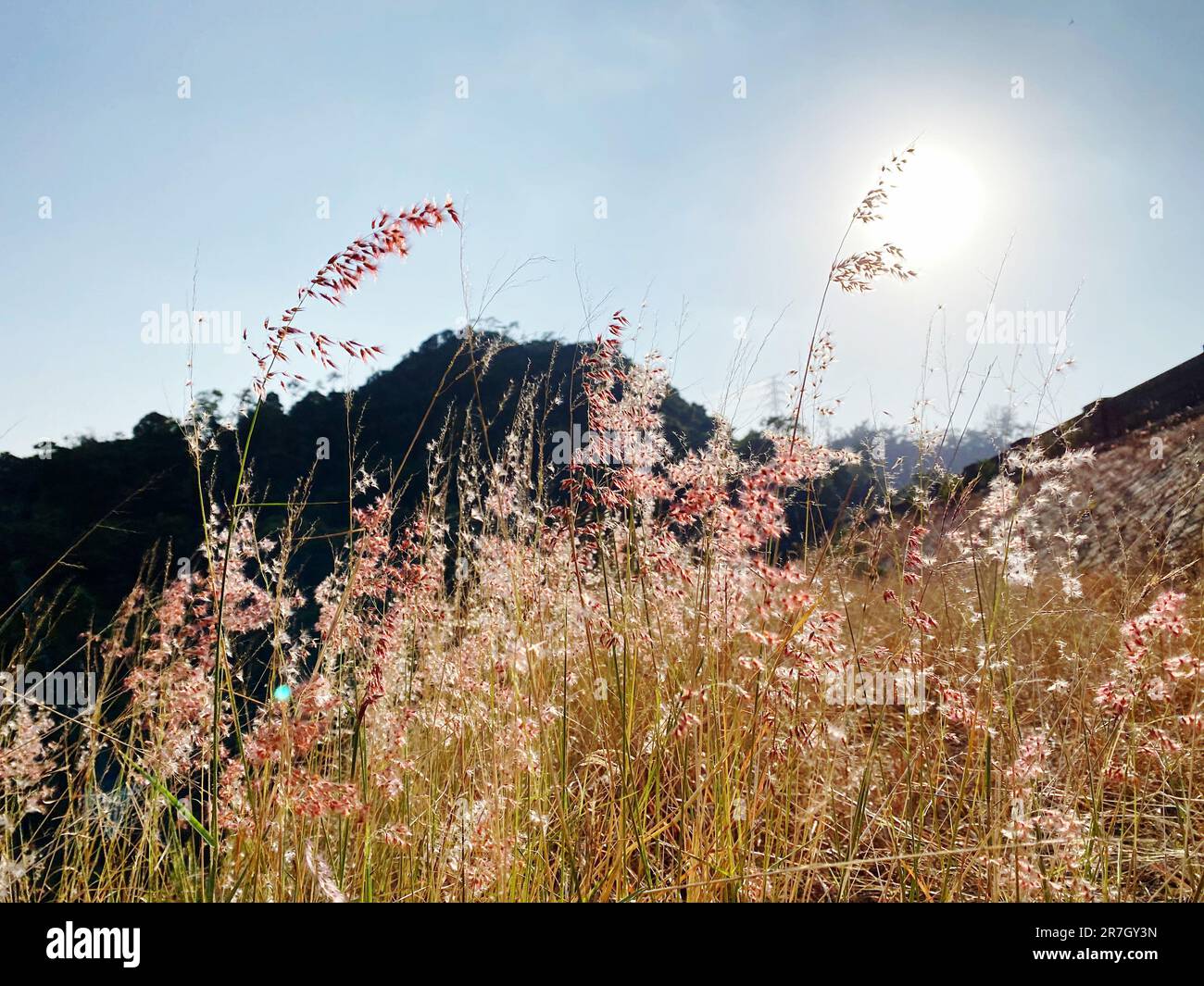A sun-drenched field of vibrant pink wildflowers, with trees in the ...