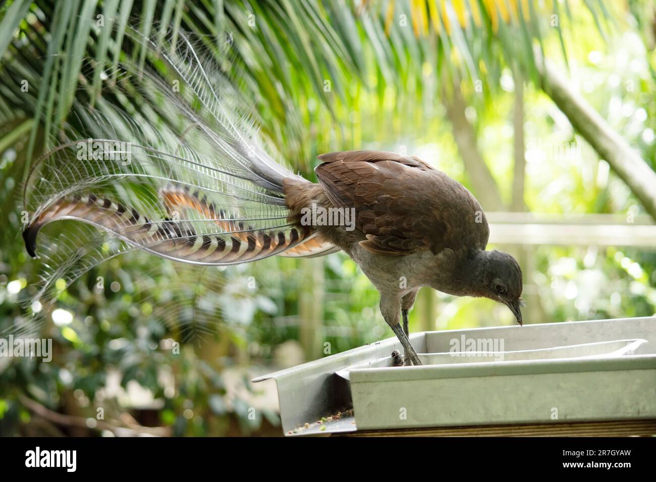 Superb Lyrebird