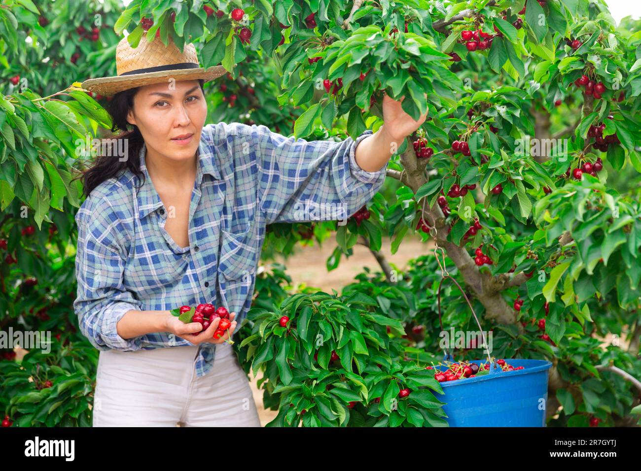 Berry picking buckets hi-res stock photography and images - Alamy