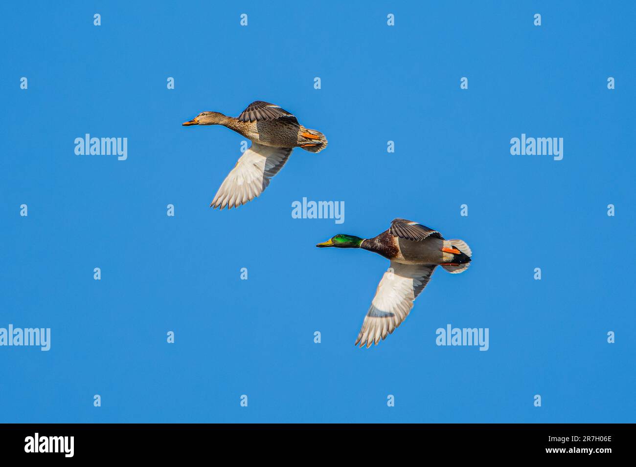 Male and female mallard ducks, Anas platyrhynchos, fly thru a clear ...
