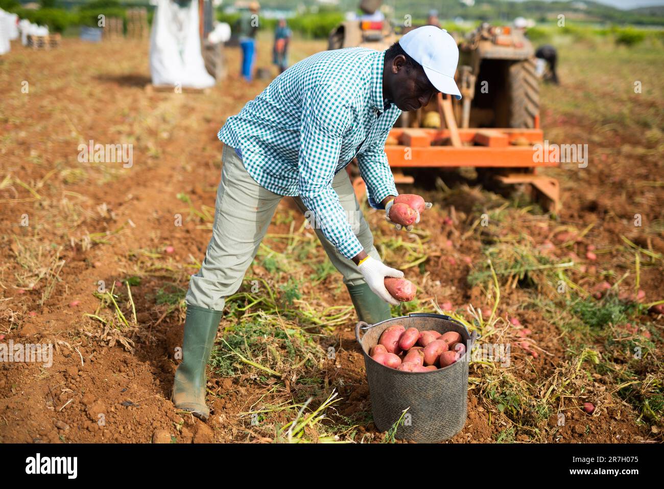 Skilled male farmer harvesting potato on field Stock Photo - Alamy