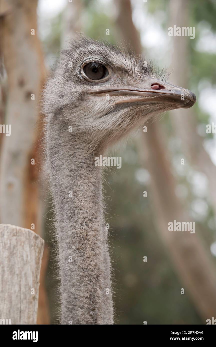 Animal long neck hi-res stock photography and images - Alamy