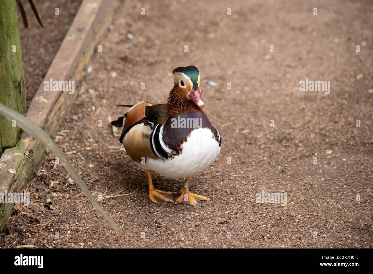 The male mandarin duck has the most elaborate and ornate plumage with ...