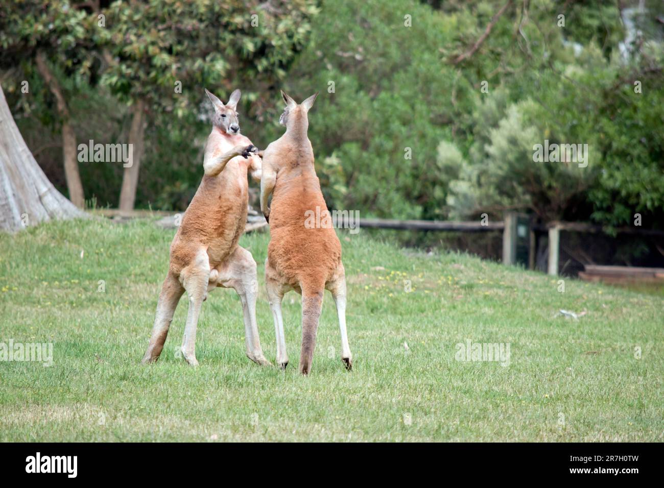 the two male kangaroos are fighting over who will end up mating with ...
