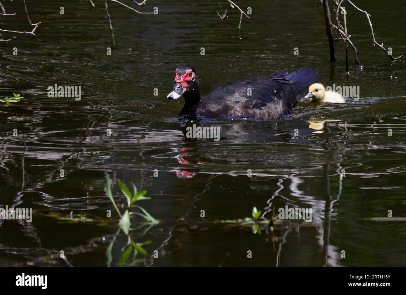Mother duck guiding baby ducklings in water Stock Photo - Alamy