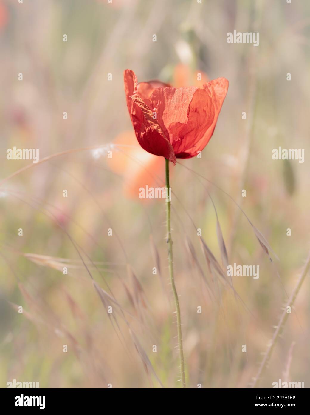 Single Wild Red Poppy Stock Photo - Alamy